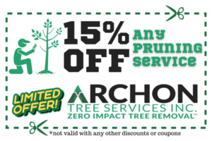 Questions Arise Before Going for Plant Trimming of Your Tree-Blog