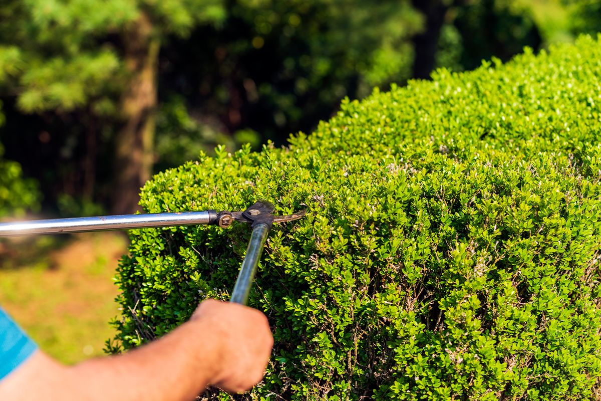 How Shrub Removal Services Can Improve Your Property - Blog