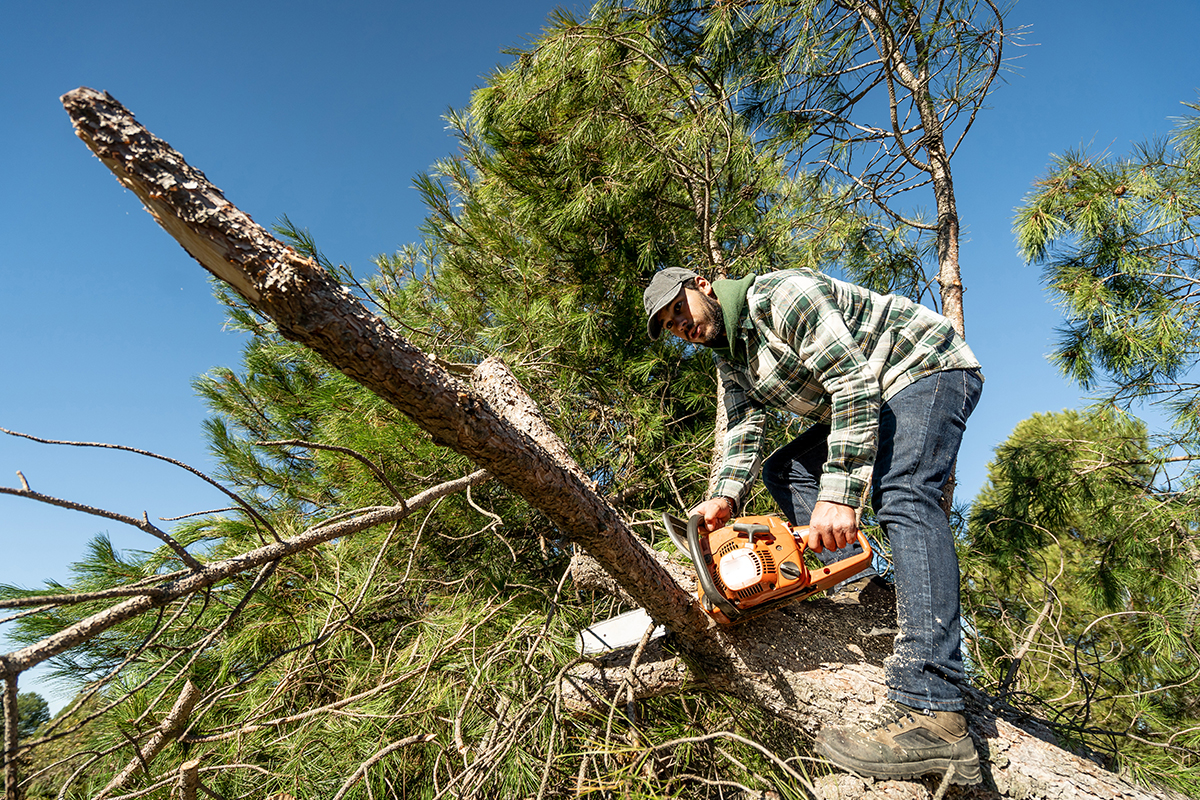 Do's and Don'ts of a Tree Removal Service - Archon tree