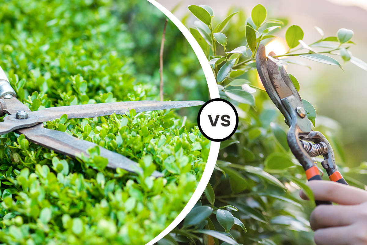 Shrub Trimming vs. Shrub Pruning Services - Archon Tree