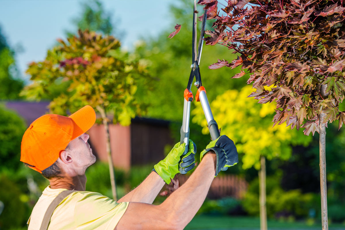 Preparing Your Trees For Pruning Services In Summer - Blog