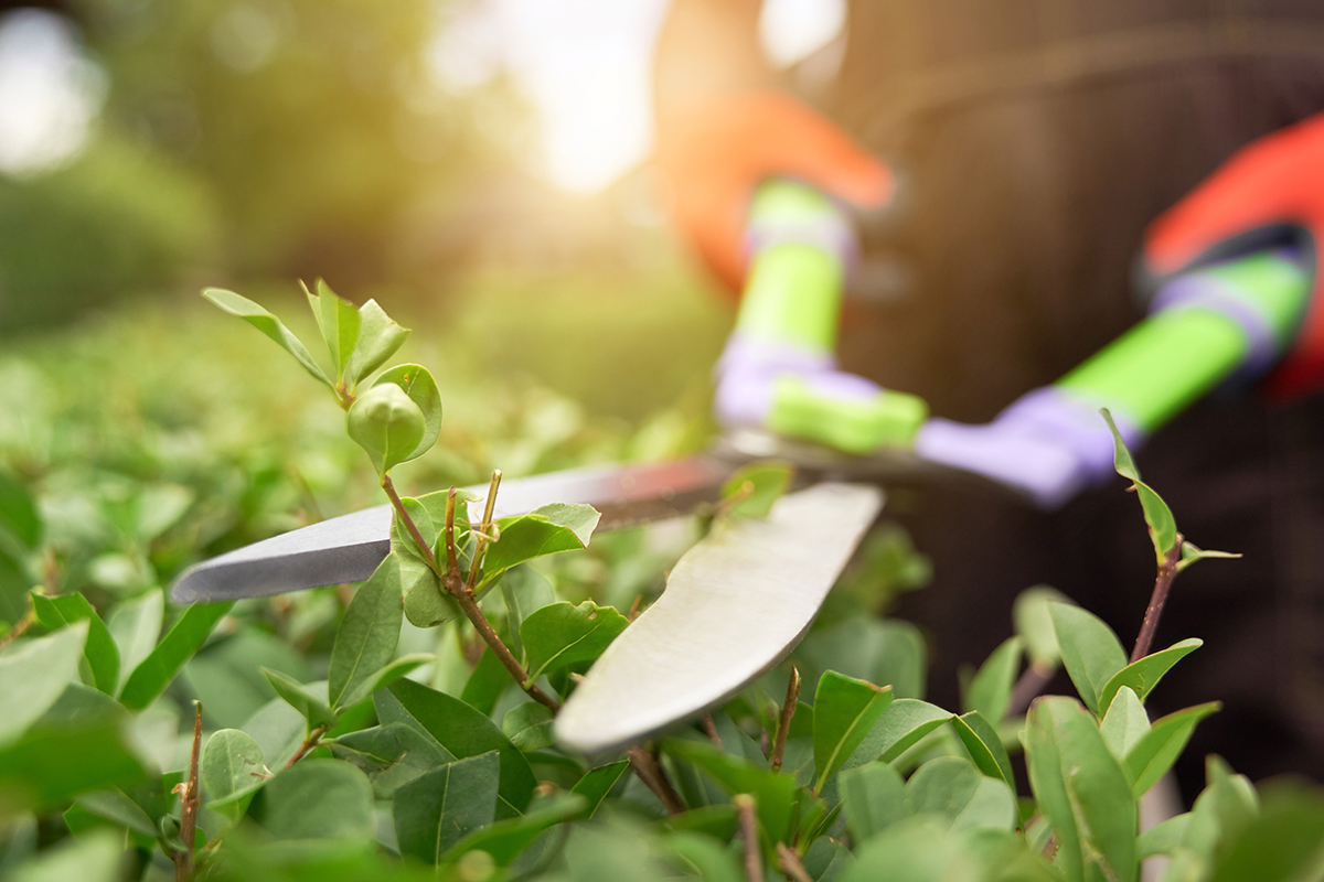 Enhance Your Home With Custom Shrub & Tree Removal - Blog