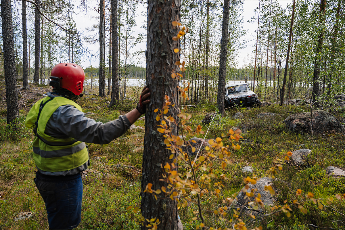 Importance of Tree Risk Assessment Before Tree Removal - Blog