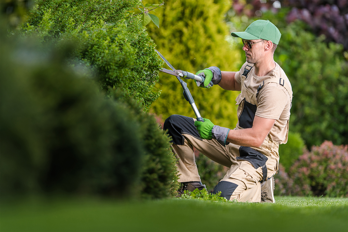 Signs You Need to Hire Shrub Pruning Service Professional - Blog