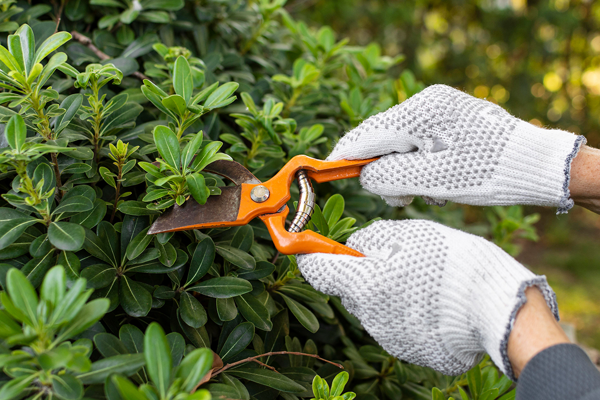 Expert Shrub & Small Tree Pruning Services