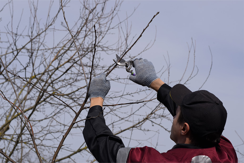 Winter Tree Care Tips for 2025 | Archon Tree