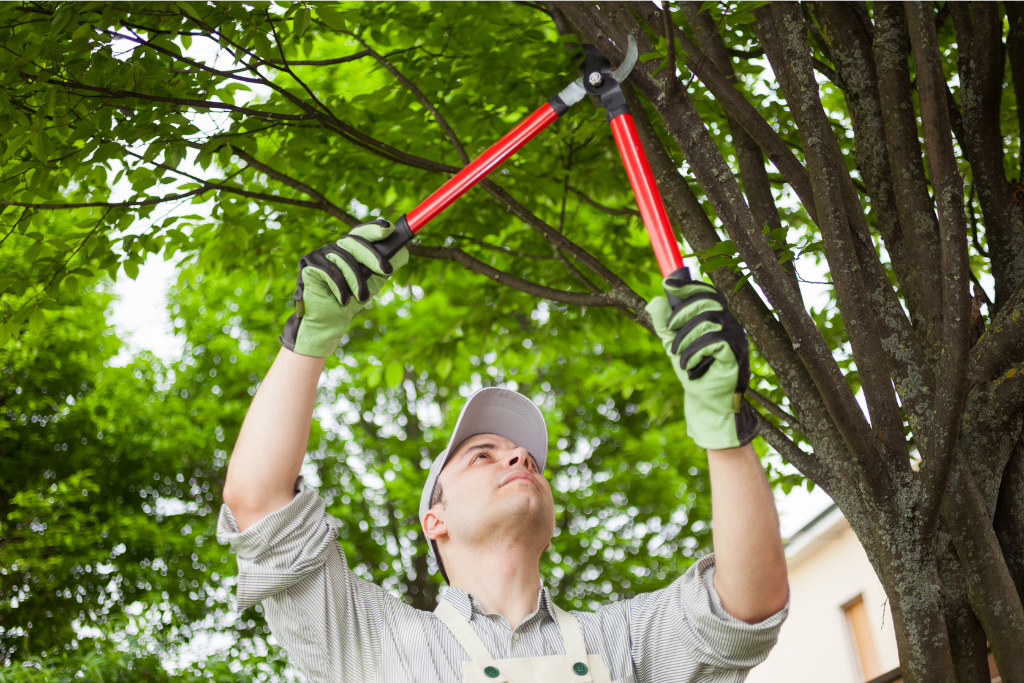 Storm Safety: Tree Services & Pruning in WA | Archon Tree