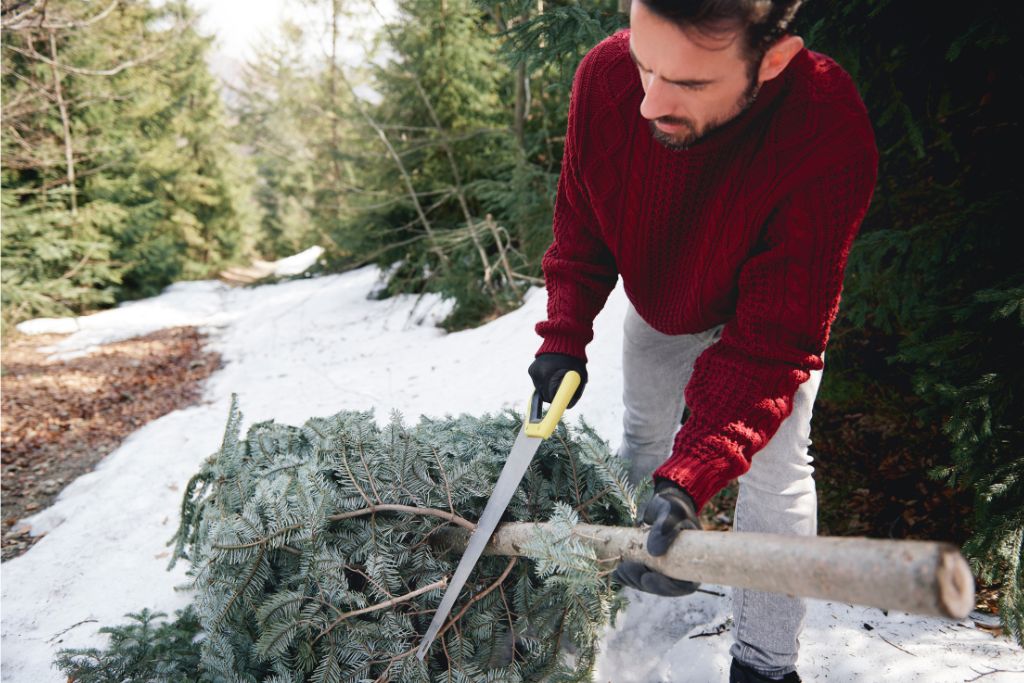 Safe Tree Removal Tips for Wet Washington Winters | Arborists
