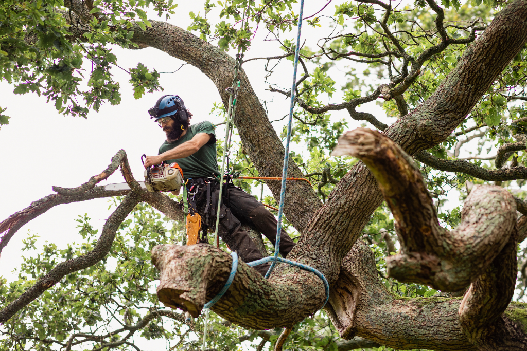 Zero Impact Tree Removal: What It Means for Your Property - Blog