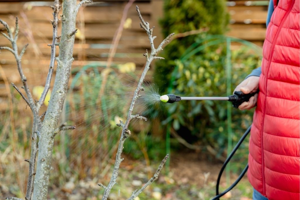Essential Winter Pruning Tips for Evergreen Trees - Blog
